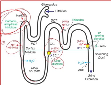 3132 Loop Diuretics And Thiazides Flashcards Quizlet