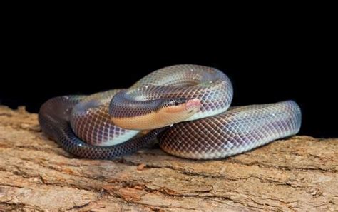 Burrowing Python National Geographic Photos Python Reptiles Amazing