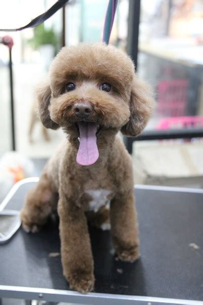 푸들 헤리푸들 테디베어컷 가위컷썸머컷 스포팅미용강아지마법사 골드맘 애견미용실 네이버 블로그