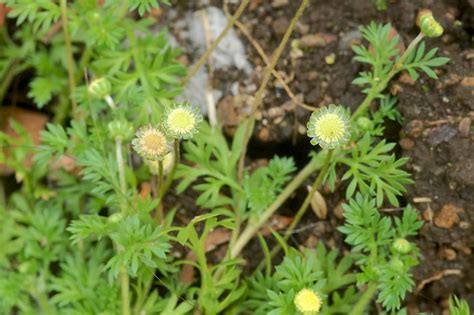 マメカミツレ Cotula australis Takashi Hoshide Flickr