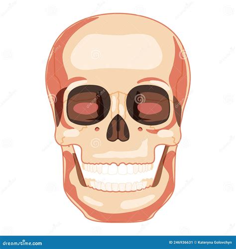 Skull Smiley Skeleton Human Head Front View Human Face Model With Open
