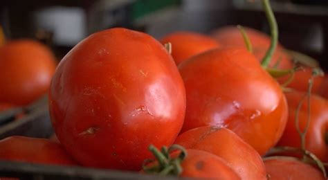 محصول بنجوين أحرق” سعر الطماطة في السليمانية من 1200 إلى 500 شبكة 964