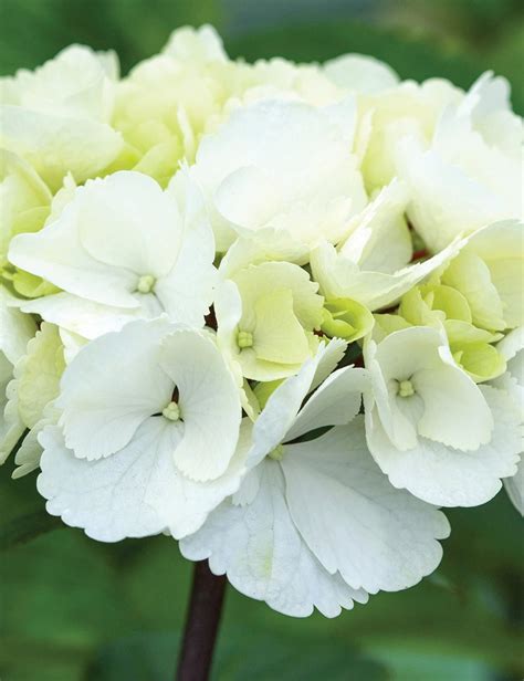 Hydrangea Obsidian White Knight Plant Buy Now Ladybird Nursery