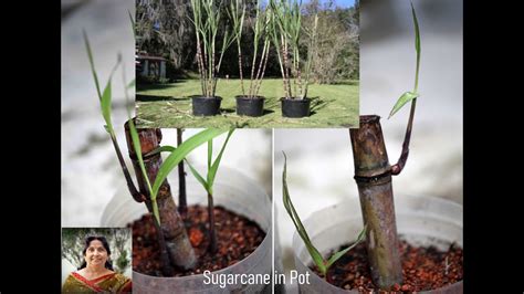 Grow Sugarcane At Homewith Results Youtube