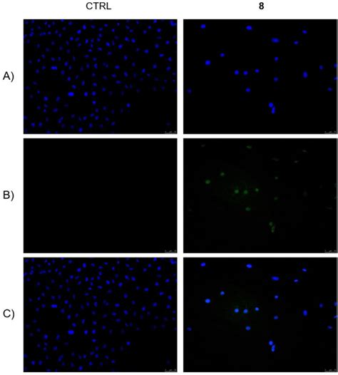 Tunel Assay Hela Cells Were Treated With Compound 8 At Its Ic50 Value Download Scientific