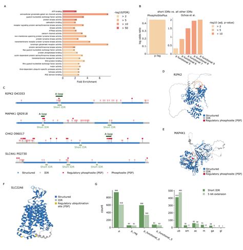 Regulatory PTMs Accumulate In Short IDRs A Enrichment Analysis Of