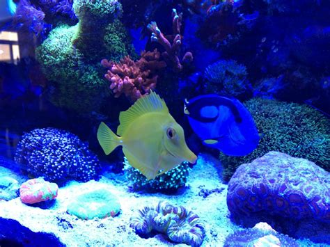 Small Tangs In Small Tanks Page 8 Reef2reef