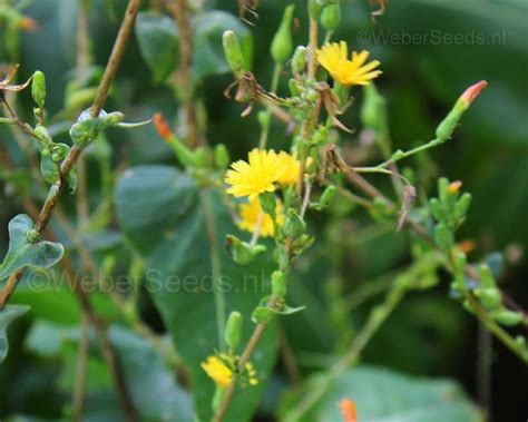 Lactuca Virosa Wild Lettuce