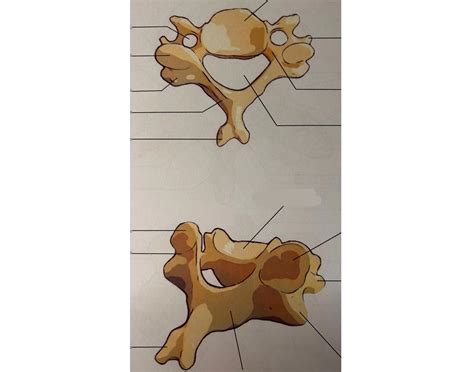 Cervical Vertebra Superior And 23 View Quiz