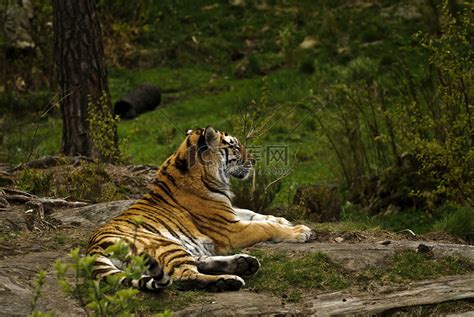Panthera Tigris Altaica