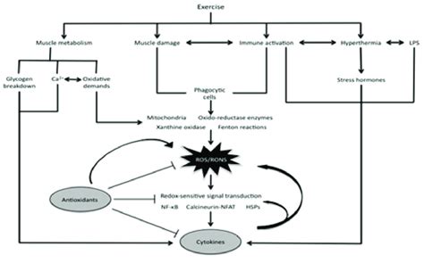 Interactions Between Exercise Rosrons Antioxidants And Cytokines Download Scientific Diagram