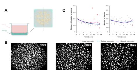 The Effect Of The Meniscus On Imaging Data A Illustration Of The