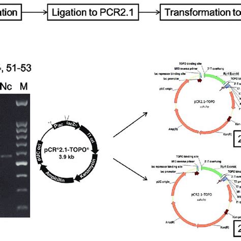 The Process For Constructing The Testing Plasmid Download Scientific