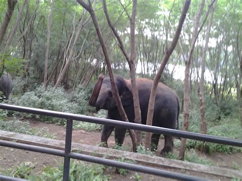 Paradise Pune Rajiv Gandhi Zoo Katraj