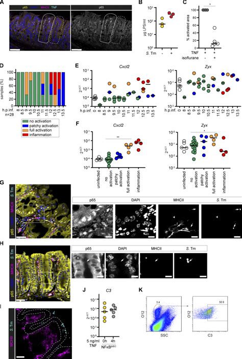 Intestinal Epithelial Nf κb Activation Status Of S Tminfected Mice