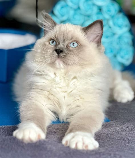 Котята рэгдолл 800 Коти Харків на Olx