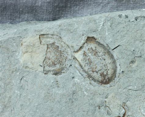 Cambrian Fossil Sponges