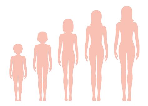 Women S Body Proportions Changing With Age Girl S Body Growth Stages Vector Illustration