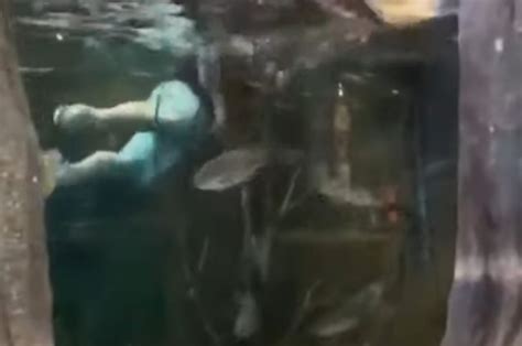 Louisiana Man Arrested For Swimming In Bass Pro Shop Aquarium And The