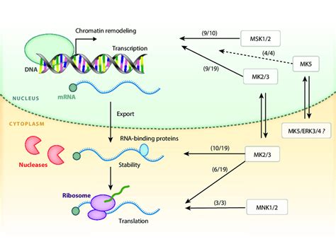 Mapkapk Cooperation In Regulation Of Gene Expression Transcriptional
