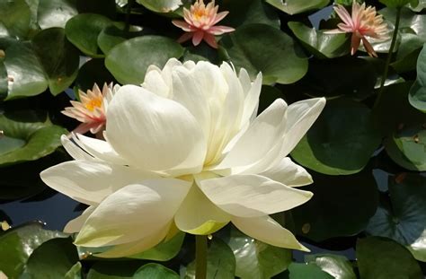 Lotus Flower Meaning Symbolism And Influence Saffron Marigold