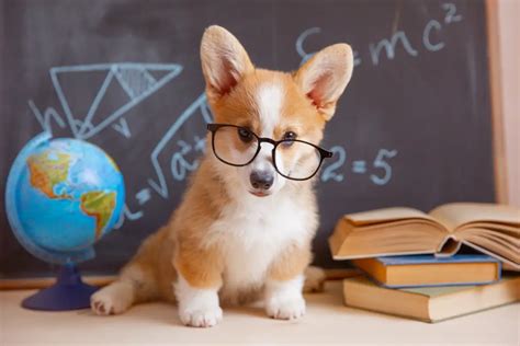 Tips To Help Reduce Puppy Separation Anxiety