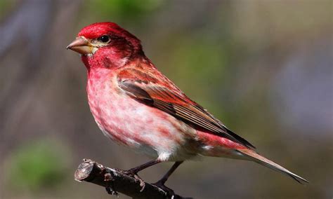 How Many Birds Are In New Hampshire The Video Ink