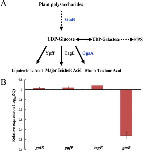 A Involvement Of Udp Glucose In Synthesis Of Wtas And Lipoteichoic Download Scientific