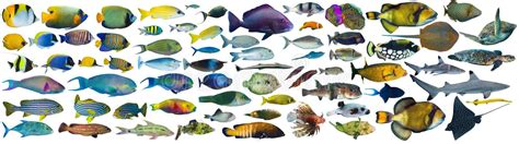 White Tip Triggerfish Adult Stock Image Image Of Diving Blue 91699349