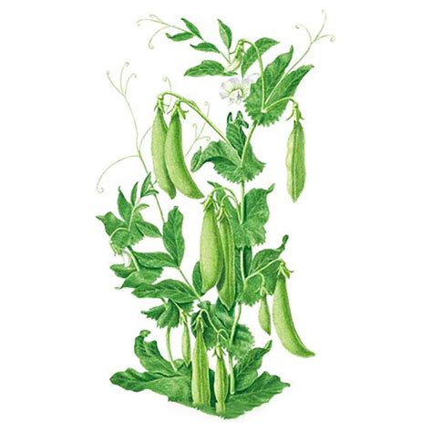 Botanical Interests Sugar Daddy Snap Pea Seeds