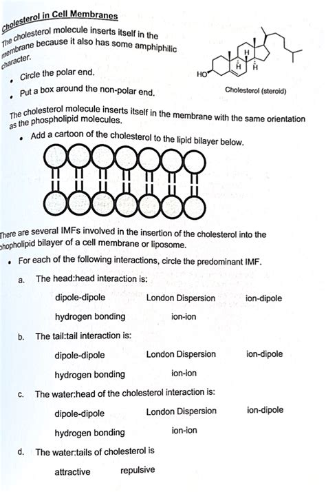 Solved Function Of Cholesterol In The Cell Membrane