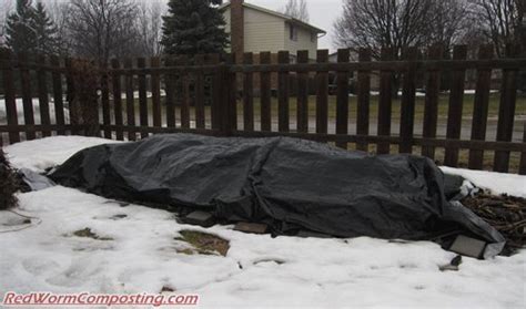 Winter Worm Windrow Whoops Red Worm Composting