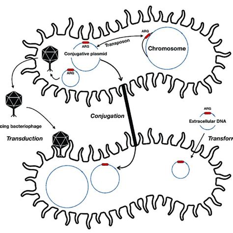 General Forms Of Antibiotic Resistance Gene Arg Transfer Between