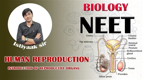 Human Reproduction Introduction Of Reproductive System Neet 20224