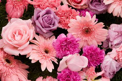 Fondos De Pantalla De Flores Para Pc Fondos De Flores