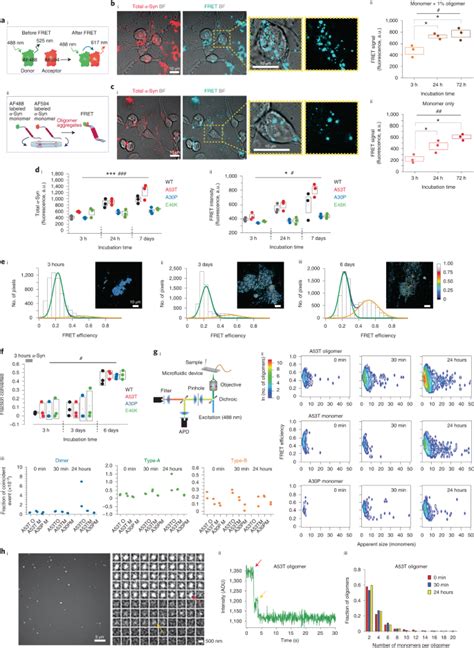 线粒体 α 突触核蛋白的病理结构转换诱导神经元毒性nature Neuroscience X Mol