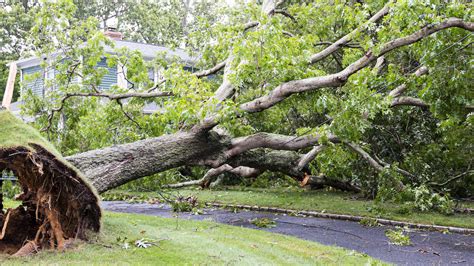Trees After Tornado At Johanna Reed Blog