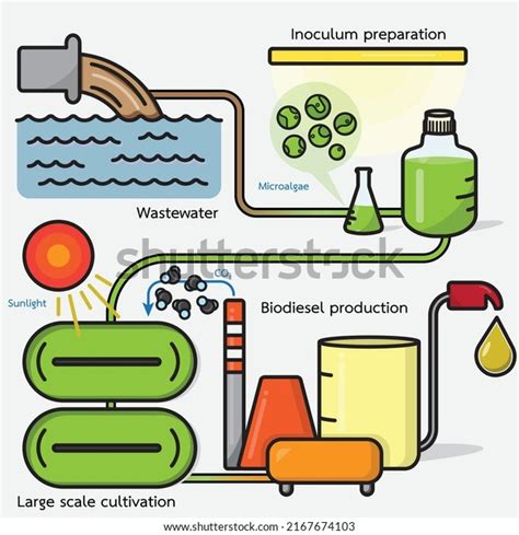 52 Algae Production Stock Vectors And Vector Art Shutterstock