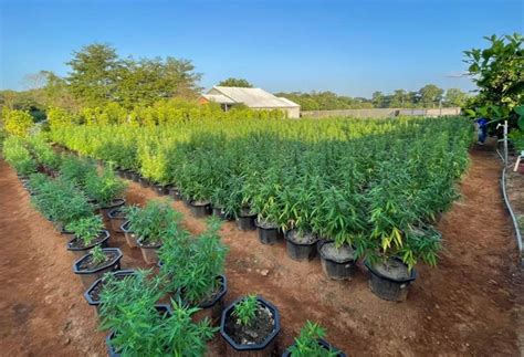 破獲國內史上最大「大麻田」！市價逾12億 桃檢起訴8人 社會萬象 生活 Nownews今日新聞