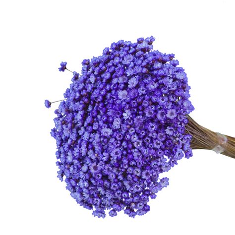 Sempre Viva Lilás 700 Flores Desidratadas Leroy Merlin