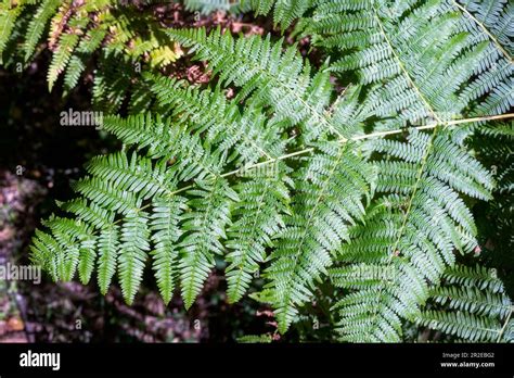 Polypodiophyta Polypodiopsida Or Fern Fronds In Summer In A Lush Green