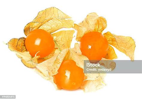Physalis 후르트 흰색 바탕에 흰색 배경 0명에 대한 스톡 사진 및 기타 이미지 0명 가을 갈색 Istock