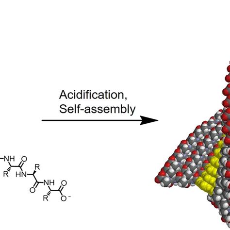 Pdf Solid Phase Synthesis Of Self Assembling Multivalent π Conjugated