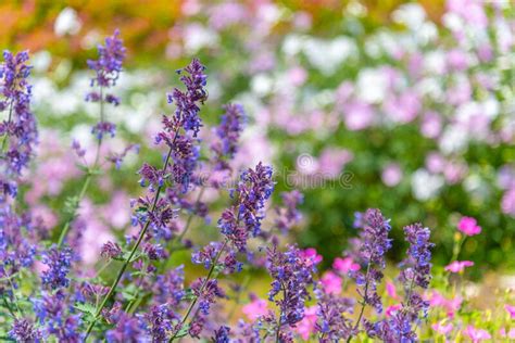 Catnip Flowers Nepeta Cataria Field In Summer Stock Image Image Of