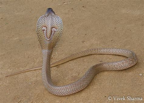 Indian Snakes Indian Snakebite Initiative