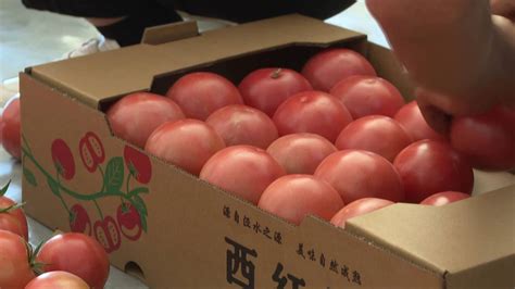 泾源县黄花乡羊槽村大棚蔬菜采摘忙 番茄迎来丰收季 宁夏新闻网