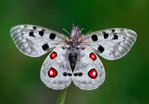 Papilionidae By Charaxes14 Flickr