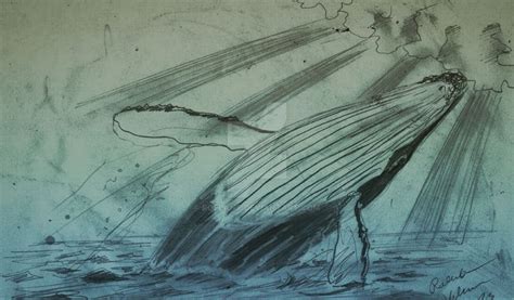 Humpback Whale By Roelant On Deviantart