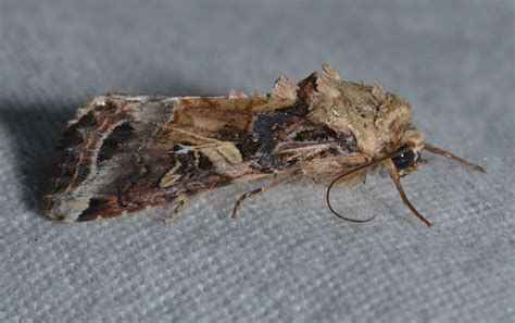 Armyworm Orkin