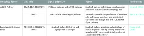 Sorafenib Induces Autophagy In Hcc Download Scientific Diagram